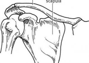 Scapula Stability • Range Of Motion
