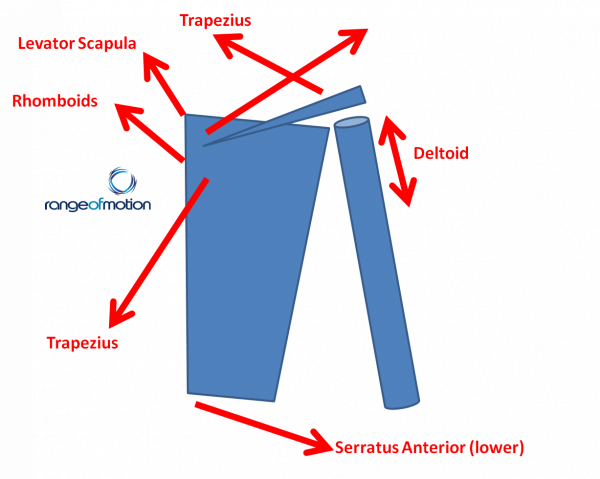 Scapula Stability • Range Of Motion